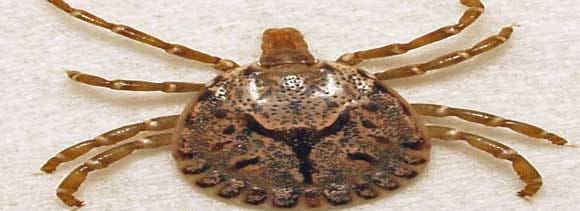 डेंगू या वायरल जैसे लक्षण हैं पर अलग है यह बुखार - Bug Bite Fever ...