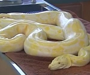 अजगर ने निगली दो बिल्ली, पुलिस से डरकर उगल दी - Python Eats Two Cats ...