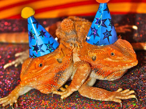 दो सिर वाला ड्रैगन, दो मुंह का सांप देखा है कभी - Two Faced Dragon ...