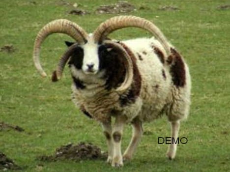 Chausingya Khadu Born In Uttarakhand - Amar Ujala Hindi News Live ...