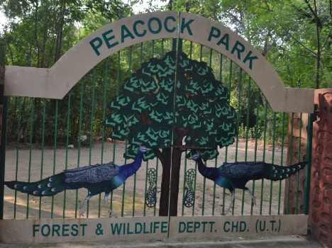 एक ऐसा गार्डन, जहां मोर ही मोर, देखेंगे क्या? - Peacock Garden In ...