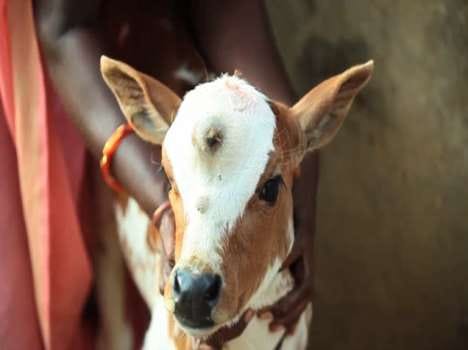 तीन आंखों वाली गाय देखी है कभी? यकीन ना हो तो देखें - Three Eyed Cow ...