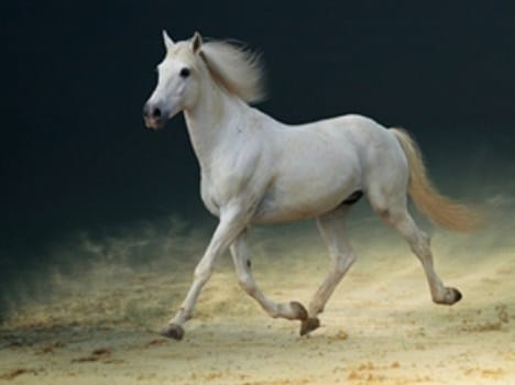 Auspicious Sign Of Horse - Amar Ujala Hindi News Live - जब राह में ऐसे ...