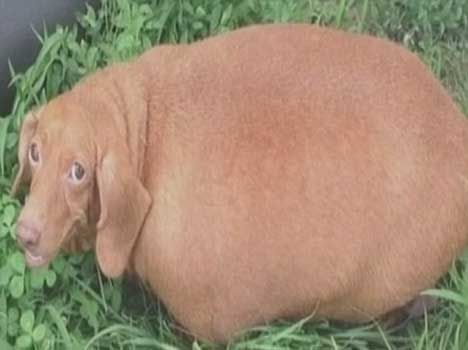 दुनिया का सबसे मोटा कुत्ता? तस्वीरें देख खुद तय करें - World's Fattest ...