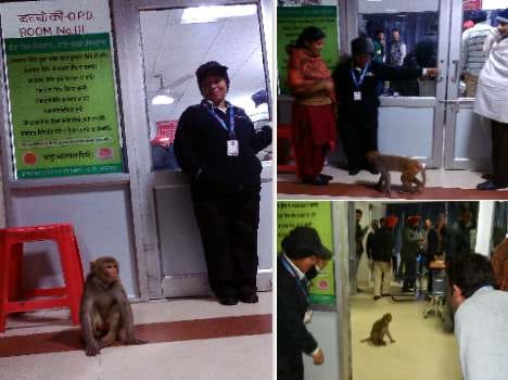 देखिए, एक बंदर अस्पताल में आईसीयू के अंदर - Monkey At Icu In Hospital ...