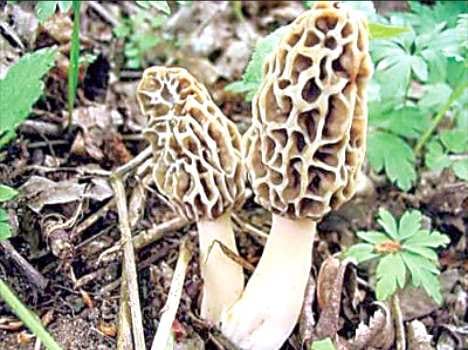 Importance Of Gucchi In Himachal Forest. - Amar Ujala Hindi News Live ...