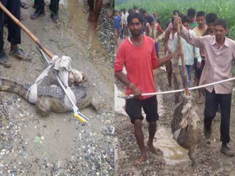 मगरमच्छ ने की कॉलोनी में घुसपैठ तो ये हुआ हाल, देखिए तस्वीरें ...