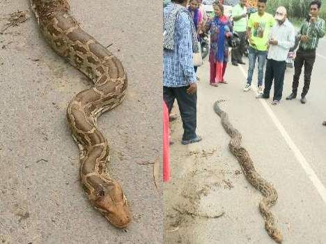 जब सड़क पर आया 15 फुट लंबा अजगर, मची अफरातफरी - 15 Foot Python Found On ...