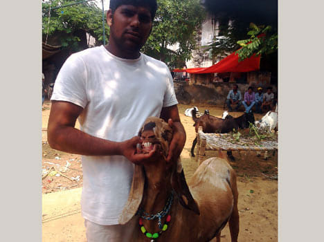 80 Kilo Goat Is Most Expensive In Gurgaon For Bakrid - Amar Ujala Hindi ...
