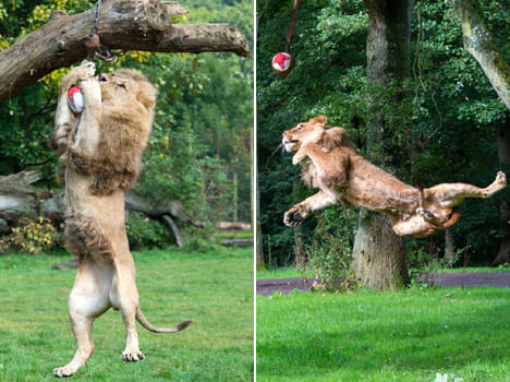 शिकार समझ कर गेंद की तरफ लपके ये शेर, देखिए क्या हाल कर डाला - Lions ...