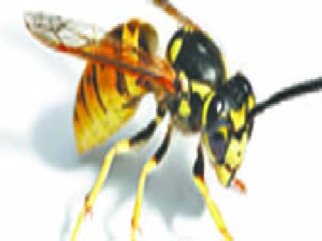 Tatiya Bite, Shocked Women Die - Amar Ujala Hindi News Live - ततैया ने ...