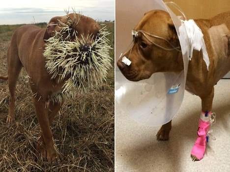 Pitbull Attacks Porcupine