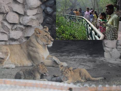 आखिरकार लोगों को शावकों संग दिख ही गई शेरनी, तस्वीरें - Lion In The ...