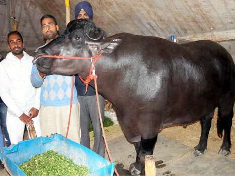 देखिए, 6 करोड़ का भैंसा 'बली', जिससे 25 लाख की इनकम - Buffalo Of Rupees ...