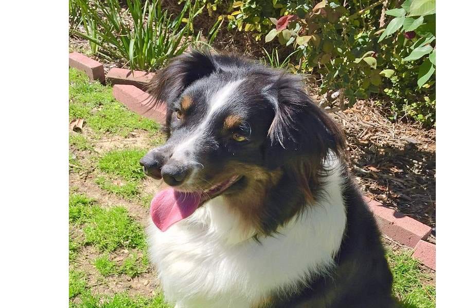 लॉस एंजेल्स में रहता है दो नाक वाला कुत्ता - Two Noses Dog Found In Los ...