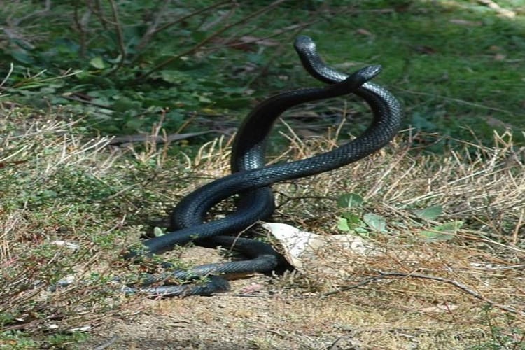 Mating Rituals In Animals - Amar Ujala Hindi News Live - जानवरों के ...