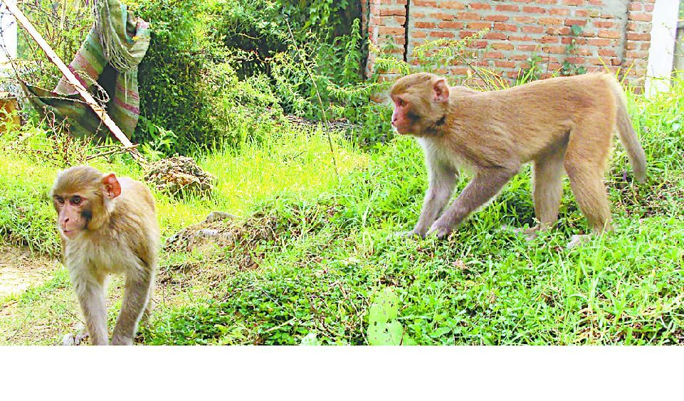 Scientists Are Beginning To Recognize The Language Of Monkeys - Amar ...