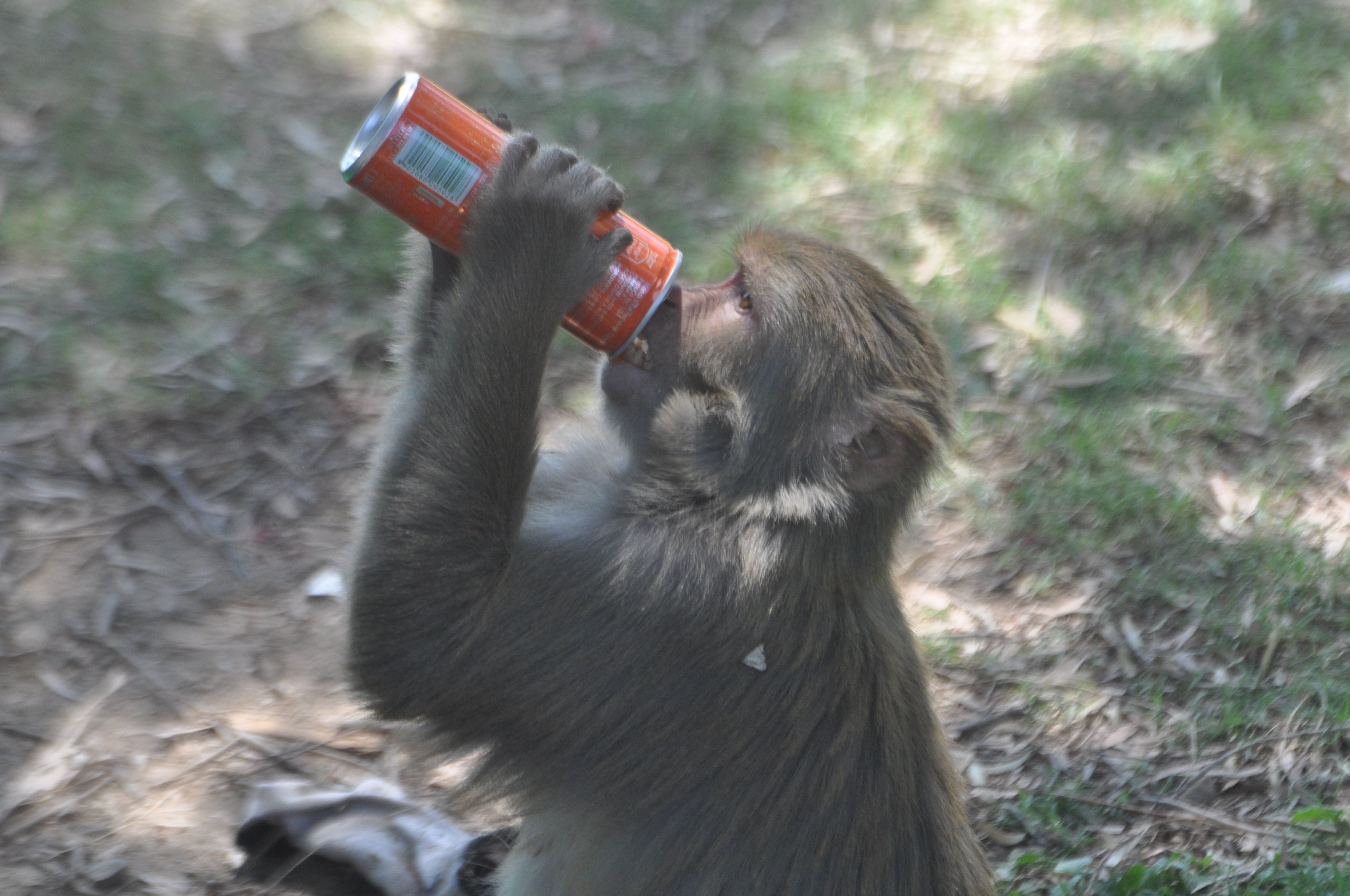 Pics:गर्मी से बेहाल हुए बंदर को कोल्ड ड्रिंक का सहारा - Mercury Rises ...
