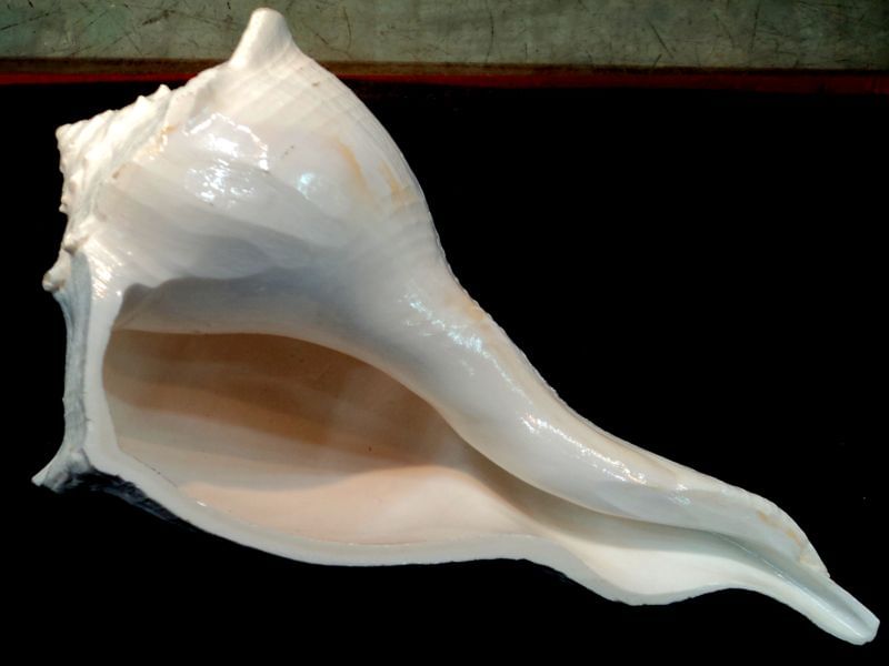 शंख में होता है देवताओं का वास, इसकी ध्वनि से अमंगल हो जाता है दूर ...