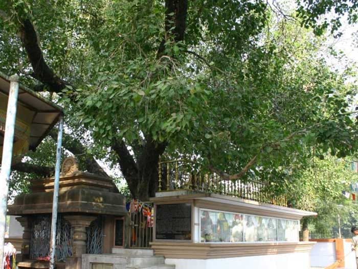 कई बार नष्ट हुआ फिर भी सलामत है महात्मा बुद्ध का बोधिवृक्ष। - History ...