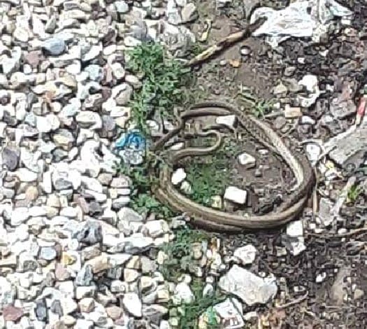 रेल लाइन के पास दिखा छह फूट लंबा सांपों का जोड़ा - Panchkula, Added To ...