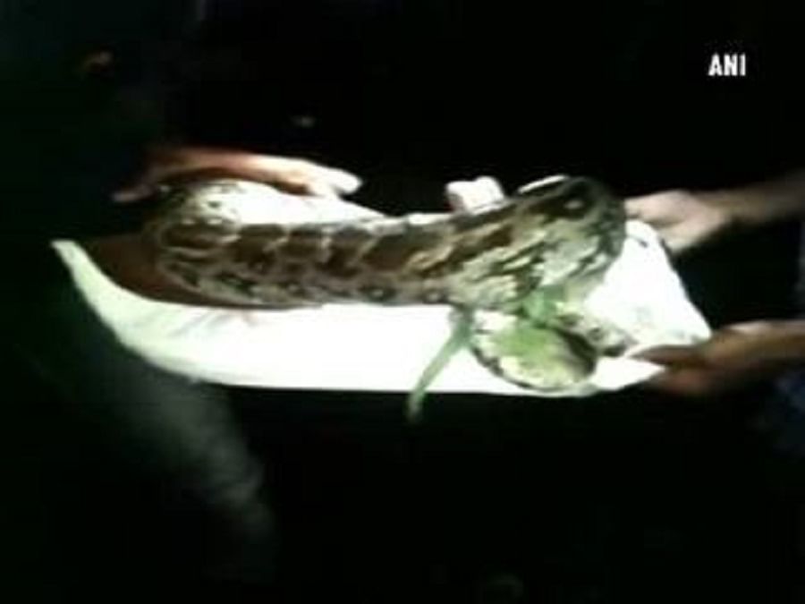 Watch: 5-foot-long Python Found Inside Traffic Police Station - Amar ...