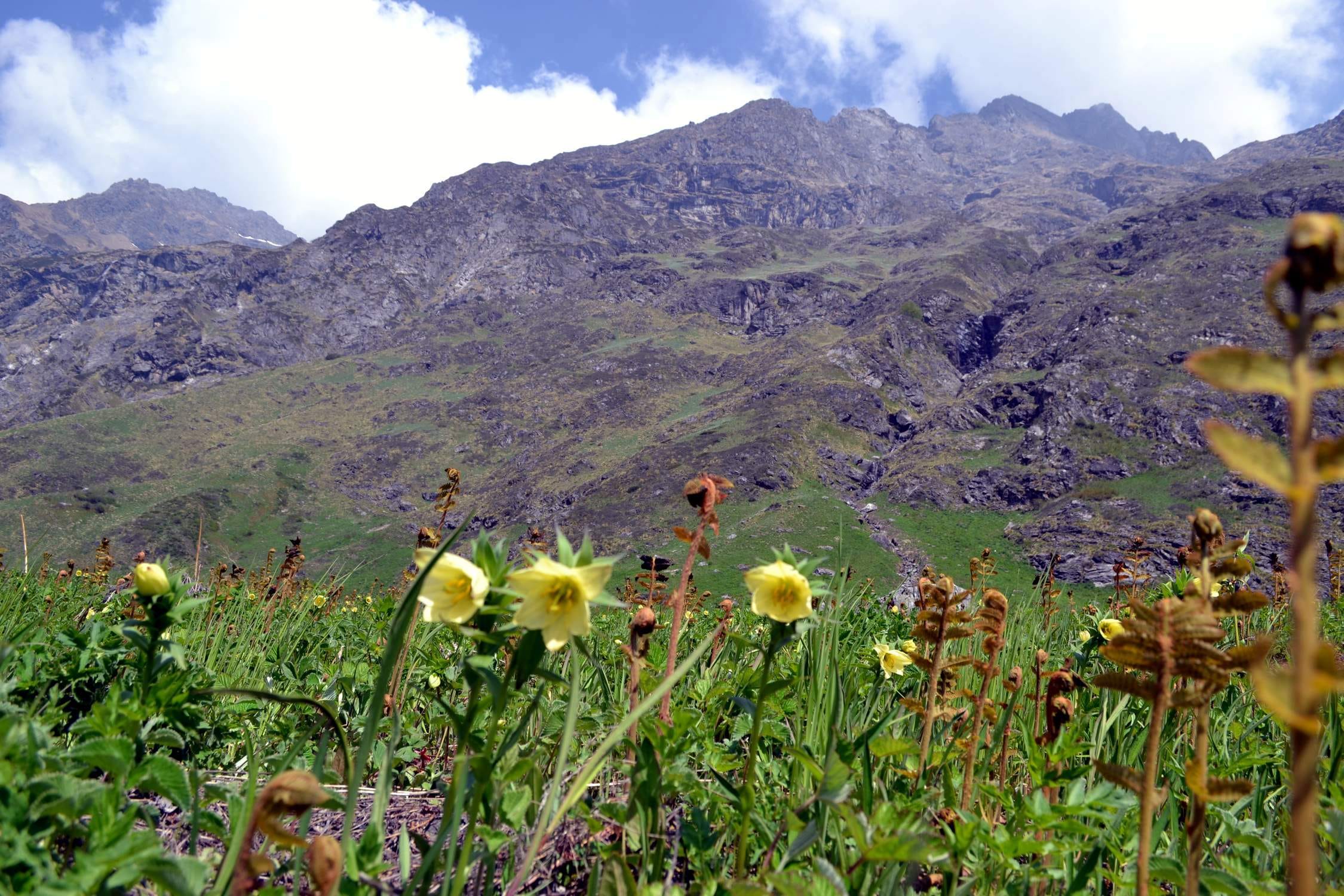 Valley Of Flowers National Park Open For Tourist After Coronavirus ...