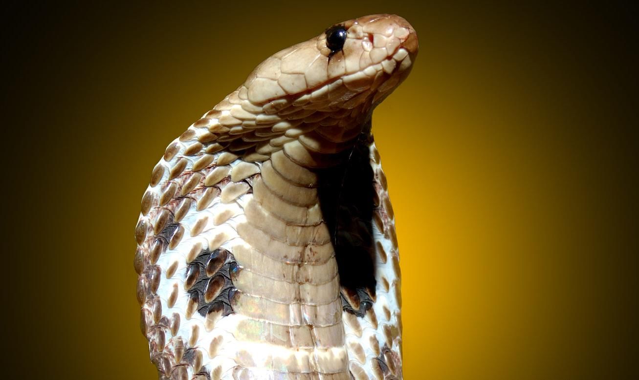 Naag Devta Ashirwad In This Village - Amar Ujala Hindi News Live - भारत ...