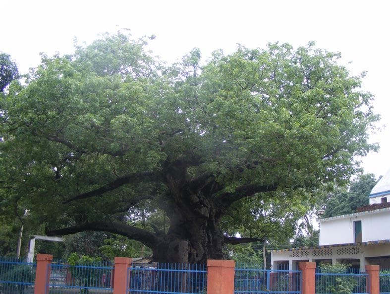 Rare Parijat Tree Mythological Stories - Amar Ujala Hindi News Live ...