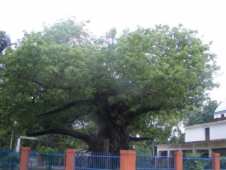 Rare Parijat Tree Mythological Stories - Amar Ujala Hindi News Live ...