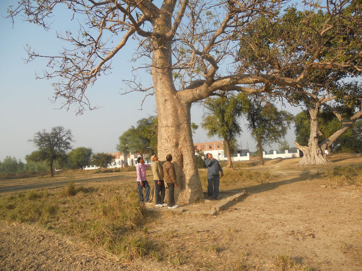 मान्यता:रात में रोता है एक राजकुमारी की समाधि पर उगा ये पेड़ - Rare ...