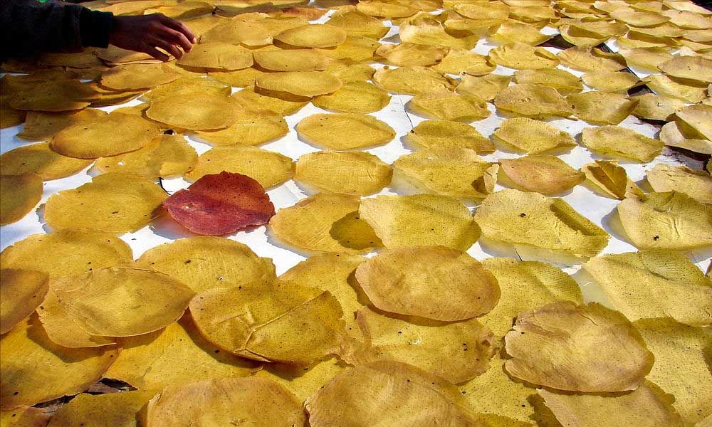 Holi 2023 Aloo Papad Recipe How To Make Potato Papad Or Aloo Papad At ...