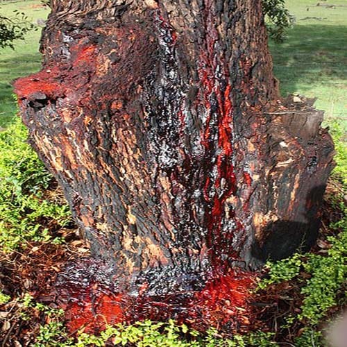 रहस्यमयी पेड़, इसे काटो तो निकलता है 'खून', लोग मानते है चमत्कार - Most ...