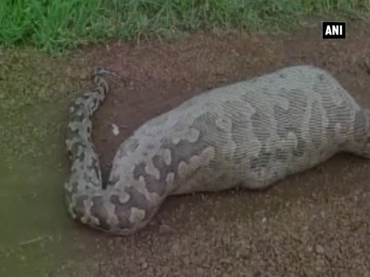Massive Indian Rock Python Caught On Camera Swallowing Nilgai - Amar ...