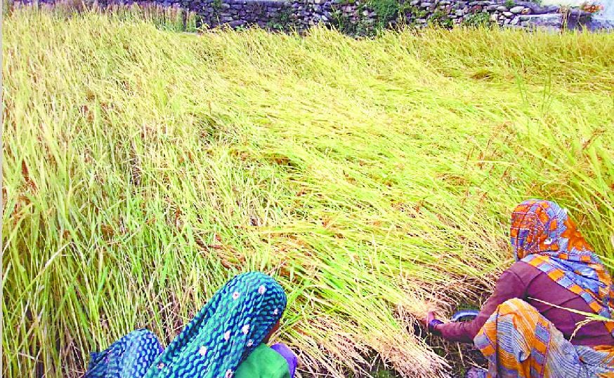 प्रभावित धान की फसल की कटाई शुरू - Begin Harvesting Of Paddy Crop ...