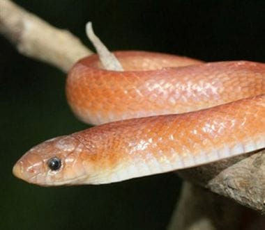 इस अजूबे सांप की सुंदरता देख दिल से निकल जाएगा सांप के जहर का डर - Very ...