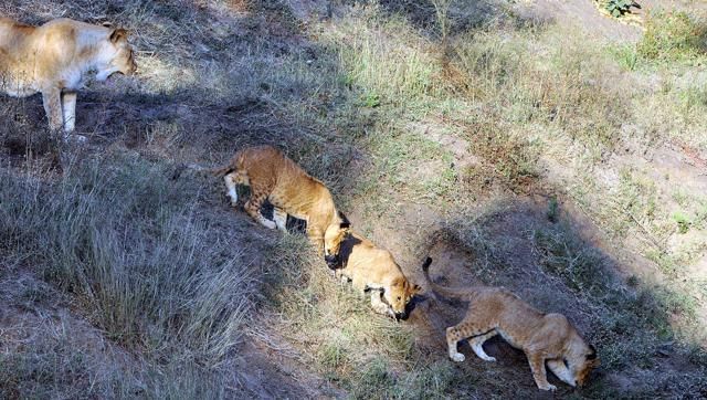 अनोखी बातः महिलाएं ही नहीं, यहां पर खूंखार जानवर भी रखते हैं व्रत ...