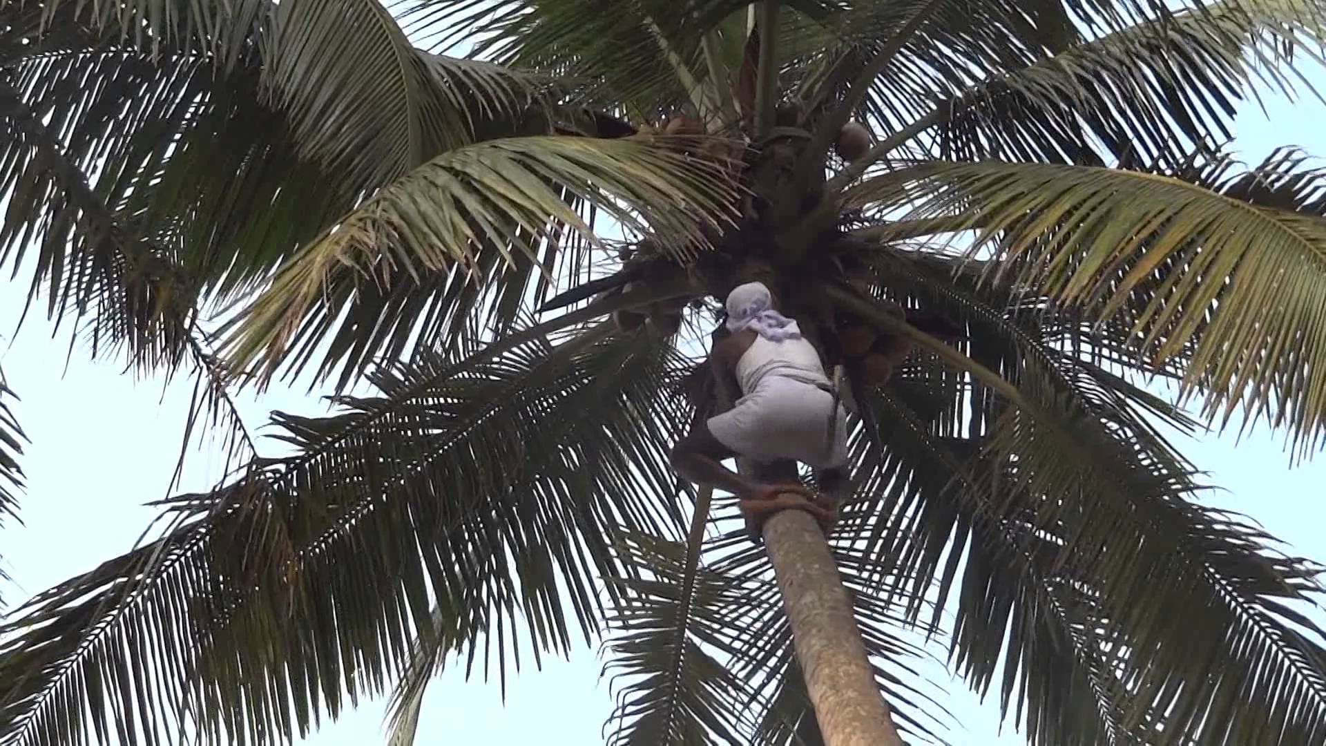 पेड़ से नारियल तोड़ो विदेश जाओ! - Offer For Coconut Pluckers Of Kerala - Amar Ujala Hindi News Live