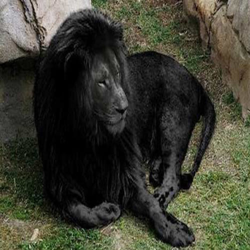 ये है दुनिया का इकलौता 'काला शेर', जानिए इस तस्वीर का सच - Black Lion ...
