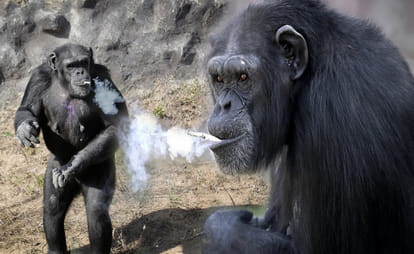North Korea's Azalea The Smoking Chimp - Amar Ujala Hindi News Live ...