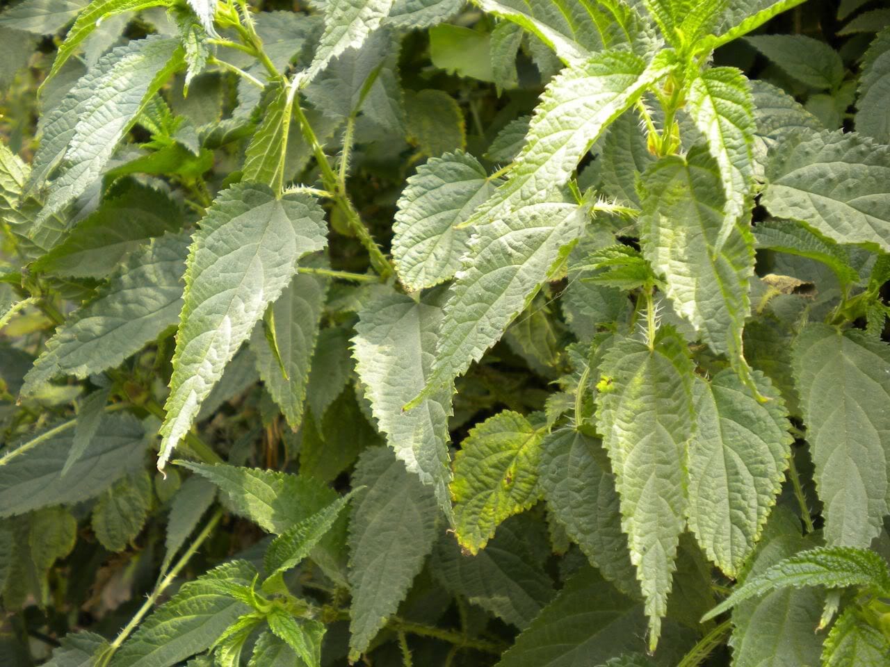 बिगड़े हुओं को सही रास्ते पर लाती है ये घास, छू लिया तो नहीं झेल पाएंगे ...