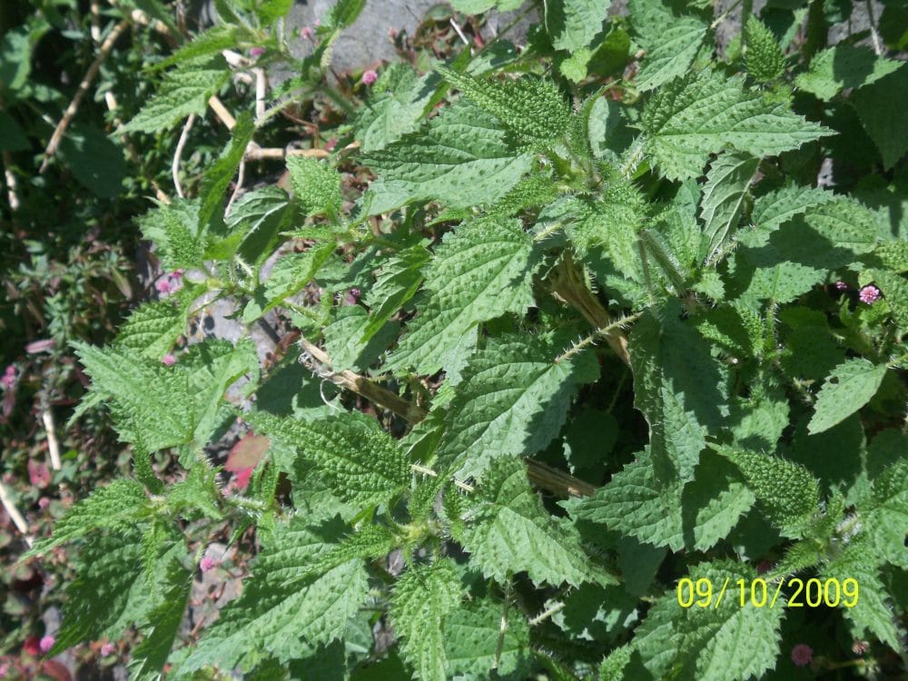 बिगड़े हुओं को सही रास्ते पर लाती है ये घास, छू लिया तो नहीं झेल पाएंगे ...