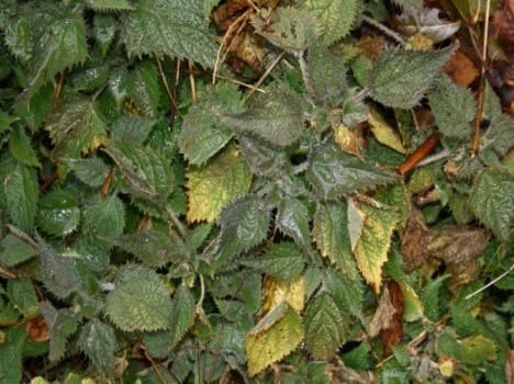 बिगड़े हुओं को सही रास्ते पर लाती है ये घास, छू लिया तो नहीं झेल पाएंगे ...