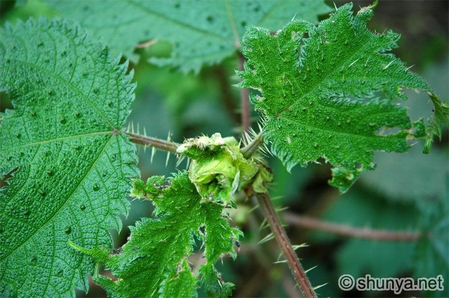 Hilly Area Kids And Drunk Man Fear Of Bichu Ghas - Amar Ujala Hindi ...
