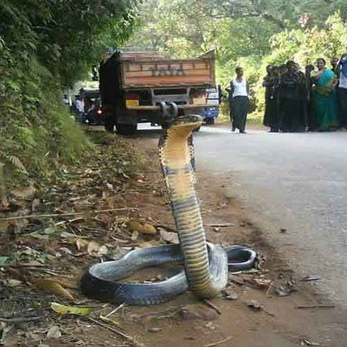 सड़क किनारे दिखा '7 मुंह वाला सांप', जानिए वायरल तस्वीर का सच - Truth ...