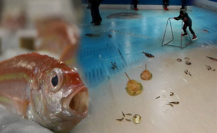 स्केटिंग रिंग में जमा दी 5000 जिंदा मछलियां, नजारा देख कांपी लोगों की ...