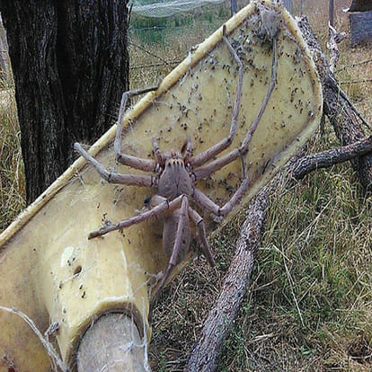 Biggest Huntsman Spider Ever Photographed - Amar Ujala Hindi News Live ...