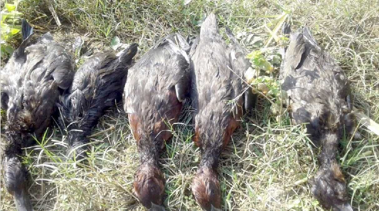 खीरी में हो रहा लालसर पक्षी का शिकार - Kheri Becoming A Victim Of Bird ...