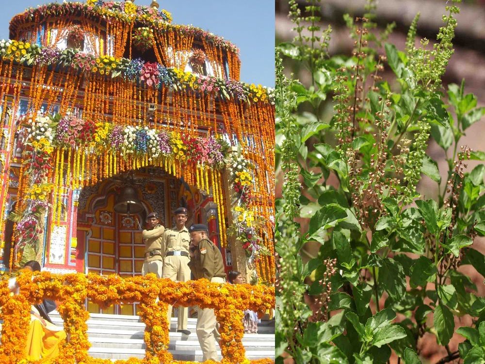 Badri Tulsi Farming Will Held Soon Which Is Offered To Lord Badrinath ...