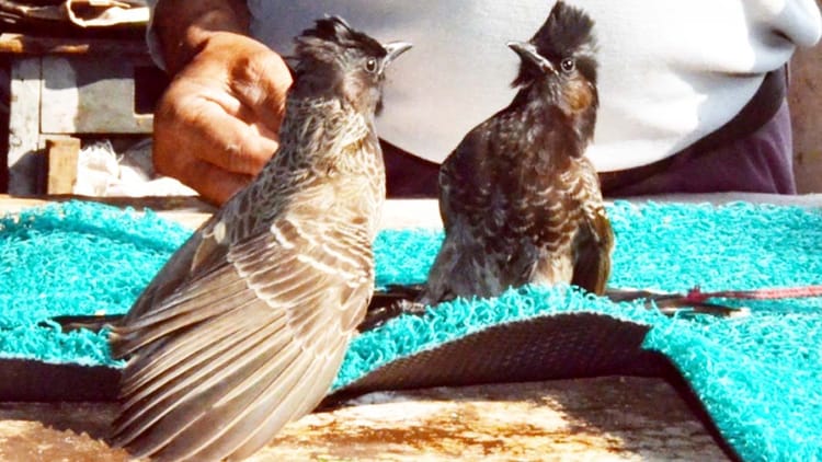 Bulbul Dangal Learn What Religious Significance - Amar Ujala Hindi News ...